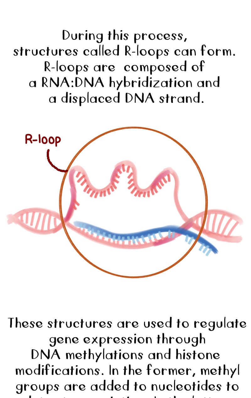 Read Cancer Decoded: Spotlight :: Can genome instability by R-Loops ...
