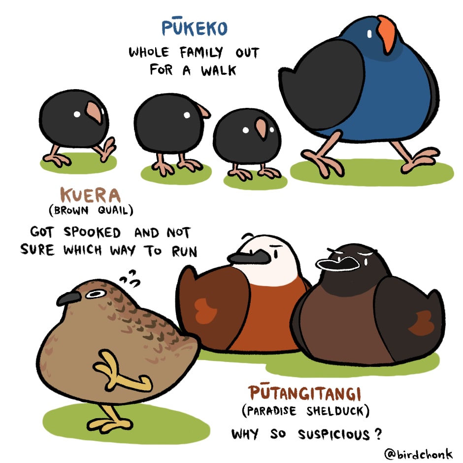 Read BirdChonk :: The birbs of Tiritiri Matangi | Tapas Community