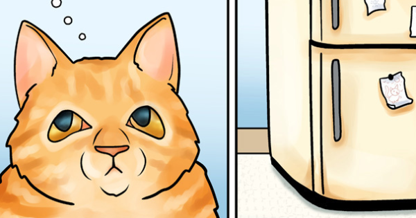 Read Orange Spiced :: Fridge | Tapas Community