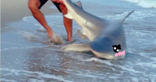 Read Meep vs. Paint :: Senpai Shark | Tapas Community