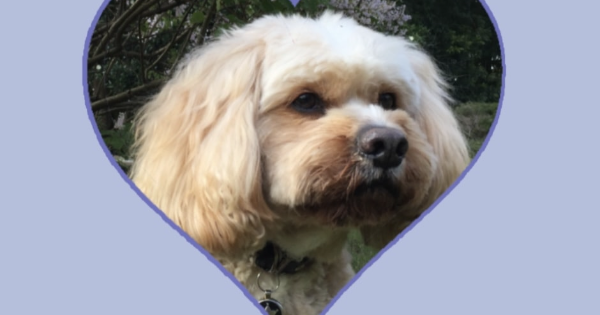 Read the Punk and the Lawyer :: .... | Tapas Community