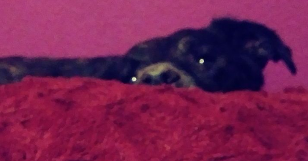 Read A Cat Today To Make Your Day :: Stalker Dog | Tapas Community